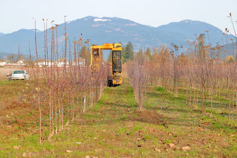 Machine De Plantation D'arbres Image stock - Image du préparation, lame ...
