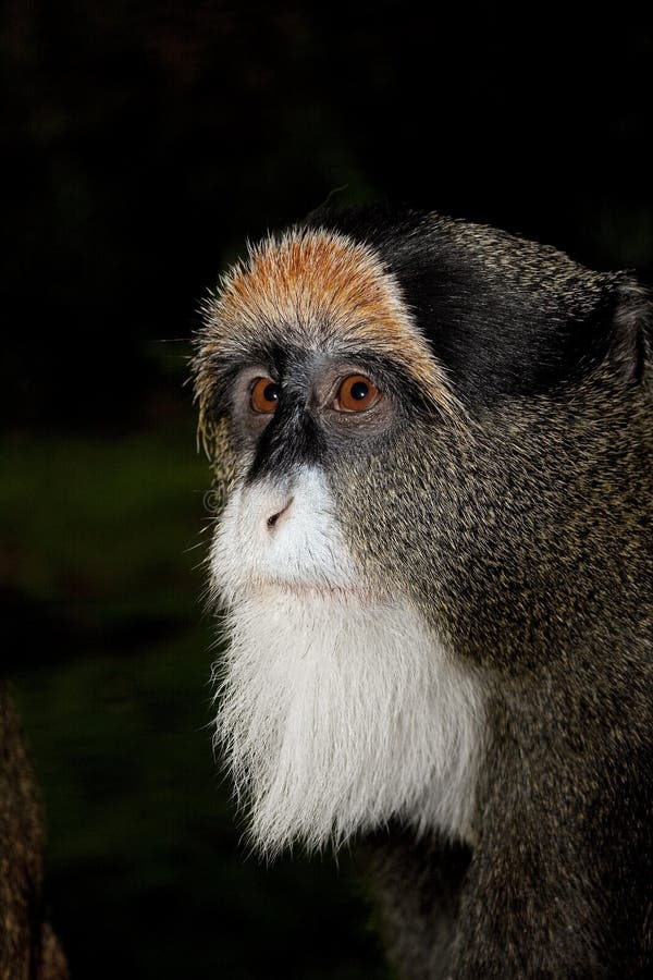 Macho De Brazzas Monkey Cercopithecus Neglectus Foto de archivo ...