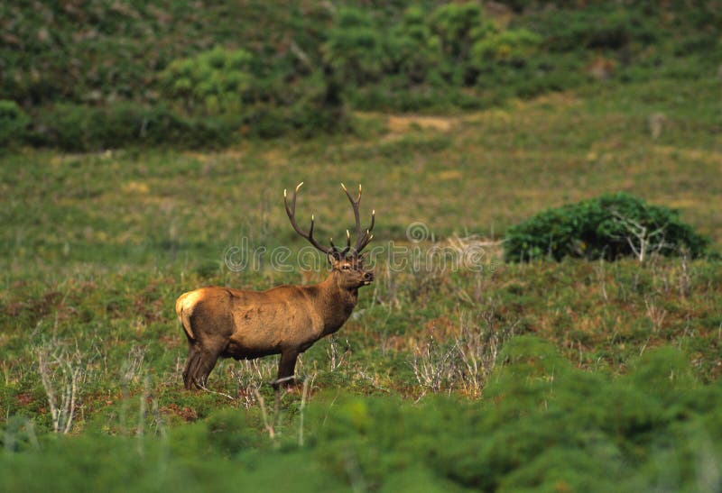 Macho de los ciervos rojos foto de archivo. Imagen de animal - 13471968