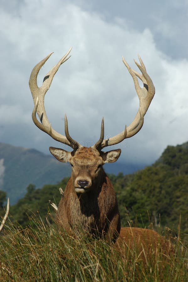 Venado rojo, ciervo imagen de archivo. Imagen de rojo - 197161059