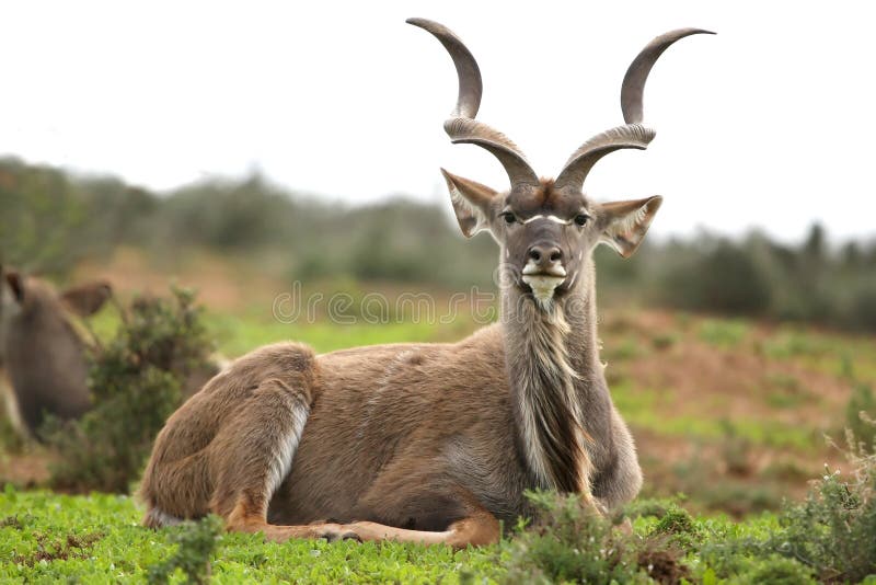Macho do antílope de Kudu foto de stock. Imagem de orelha - 7640626