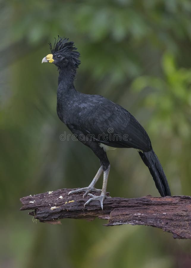 O Pássaro Grande Fêmea Do Grande Curassow Gosta Do Peru Em Costa Rica ...