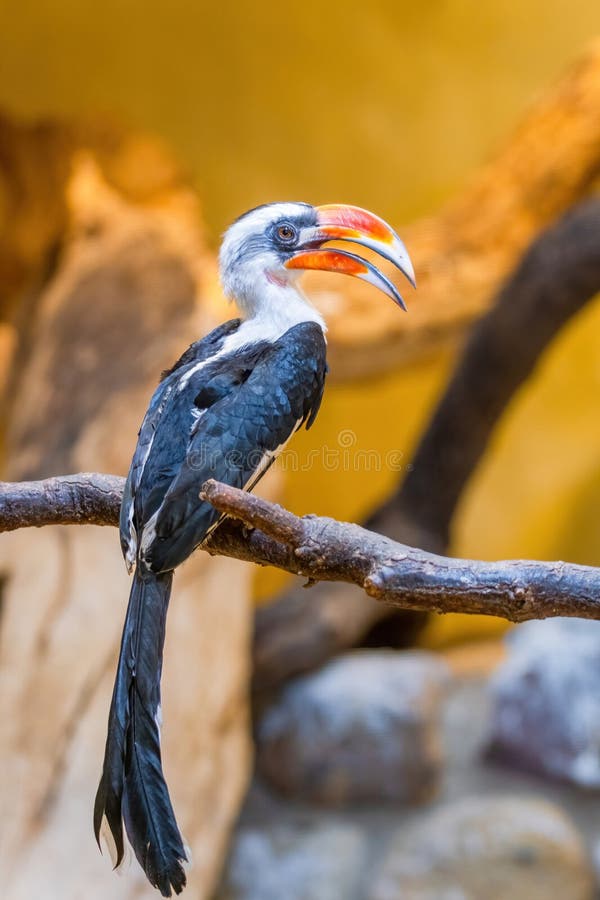 Macho Von Der Deckens Hornbill Tockus Deckeni Foto de archivo - Imagen ...