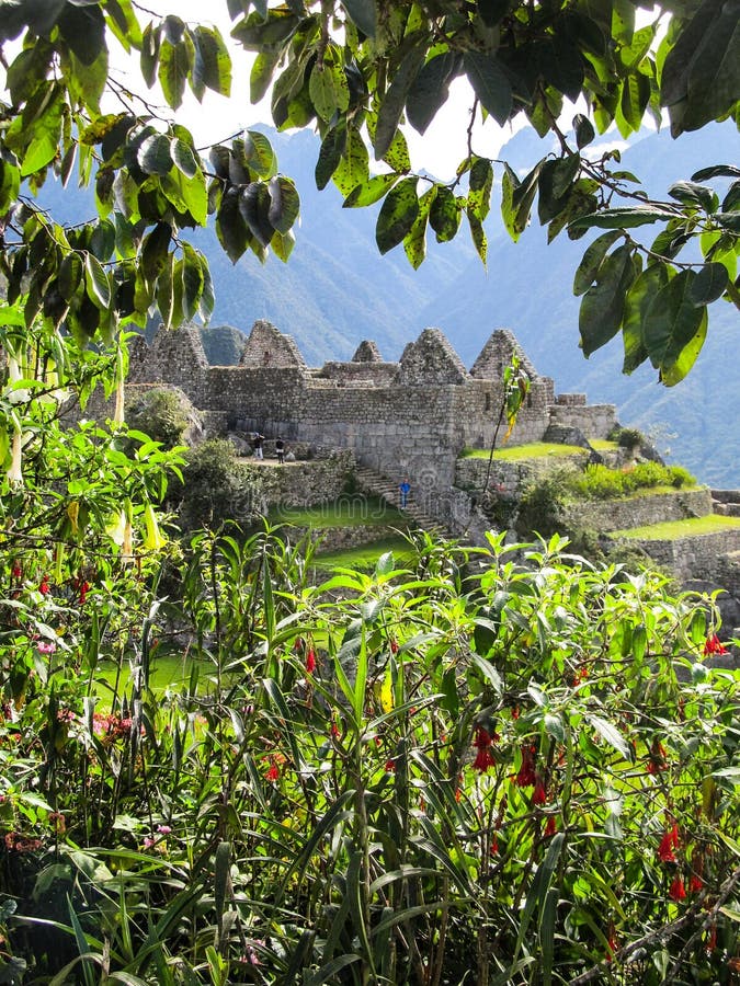 Machu Picchu Landscape Viewed through Plants and Tree Stock Photo ...