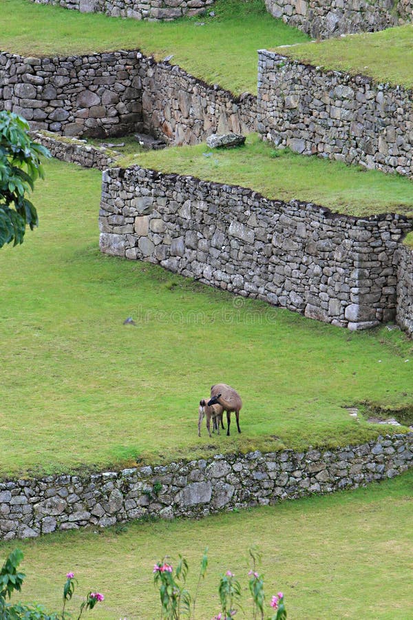 Machu Picchu Stonework stock photo. Image of machu, landscape - 56572966