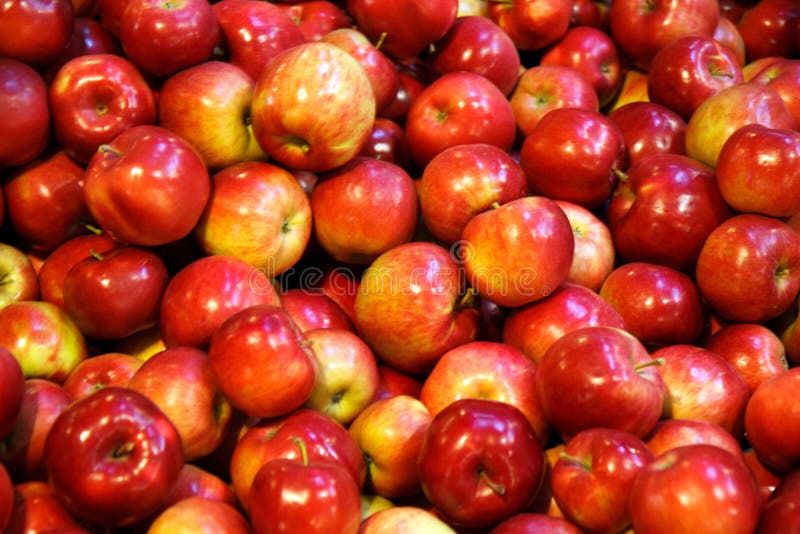 Macintosh Apples stock image. Image of multiple, number - 11410655