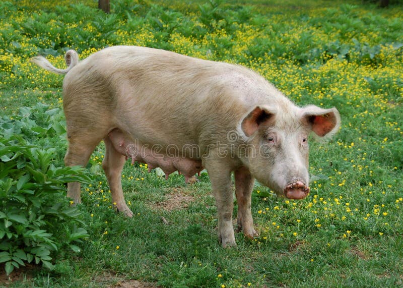 179 Maciora zdjęć stockowych - bezpłatne i z licencją Royalty Free od ...