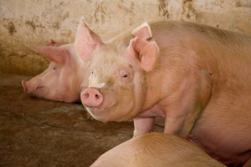 Maciora zdjęcie stock. Obraz złożonej z wakacje, przygoda - 6424152