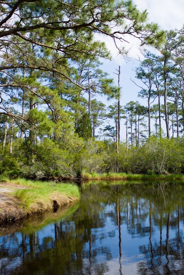 Mackay Island Lake stock image. Image of spring, green - 30029023