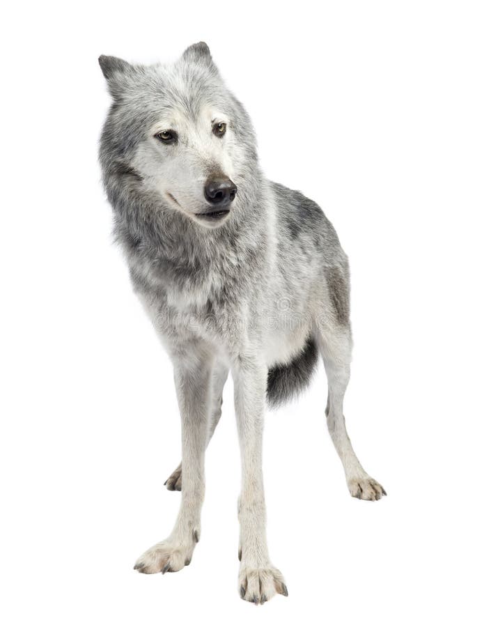 Mackenzie Valley Wolf (8 Years) - Canis Lupus Occi Stock Image - Image ...