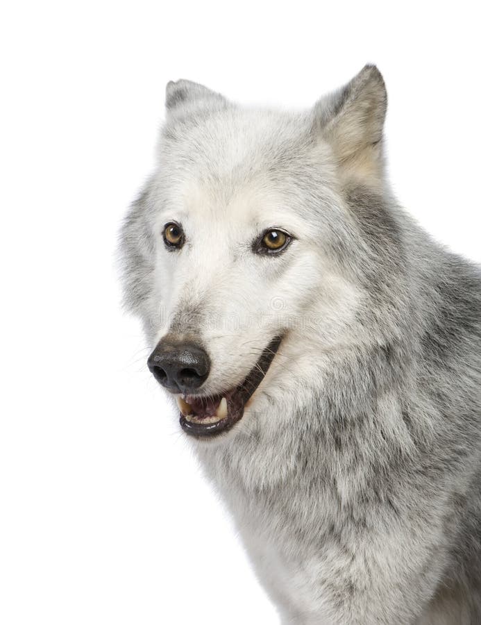 Mackenzie Valley Wolf (8 Years) - Canis Lupus Occi Stock Image - Image ...