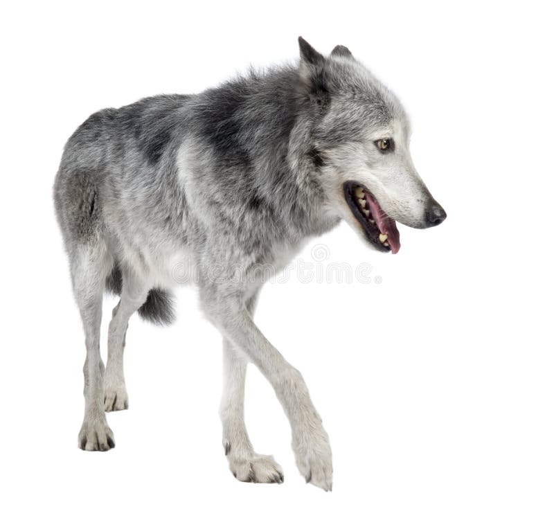 Mackenzie Valley Wolf (8 Years) - Canis Lupus Occi Stock Image - Image ...