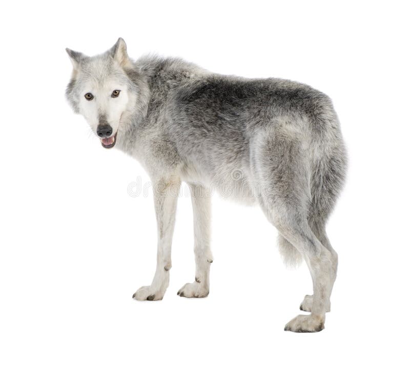 Mackenzie Valley Wolf (8 Years) - Canis Lupus Occi Stock Image - Image ...