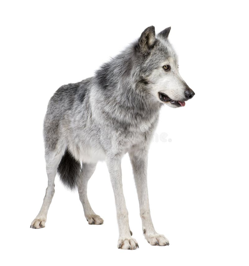Mackenzie Valley Wolf (8 Years) - Canis Lupus Occi Stock Image - Image ...