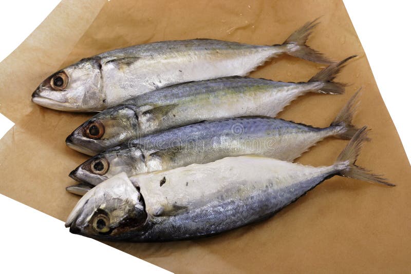 Mackerel arkivfoto. Bild av makrill, kök, fisk, papper - 17587710