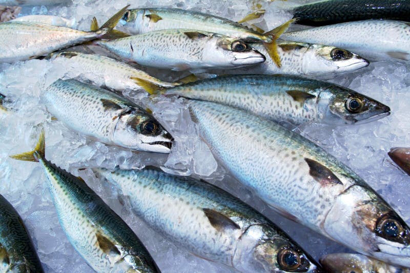 Mackerel stock image. Image of gill, delicious, protien - 19122273