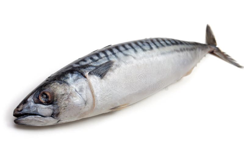 Mackerel stock photo. Image of fish, mackerel, salted - 19694314