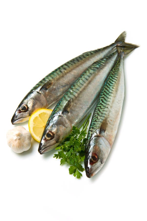 Mackerel ( fish ) stock image. Image of gastronomy, nutrition - 479709