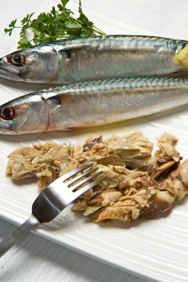 Tin of mackerel stock image. Image of seafood, fillet - 21320783