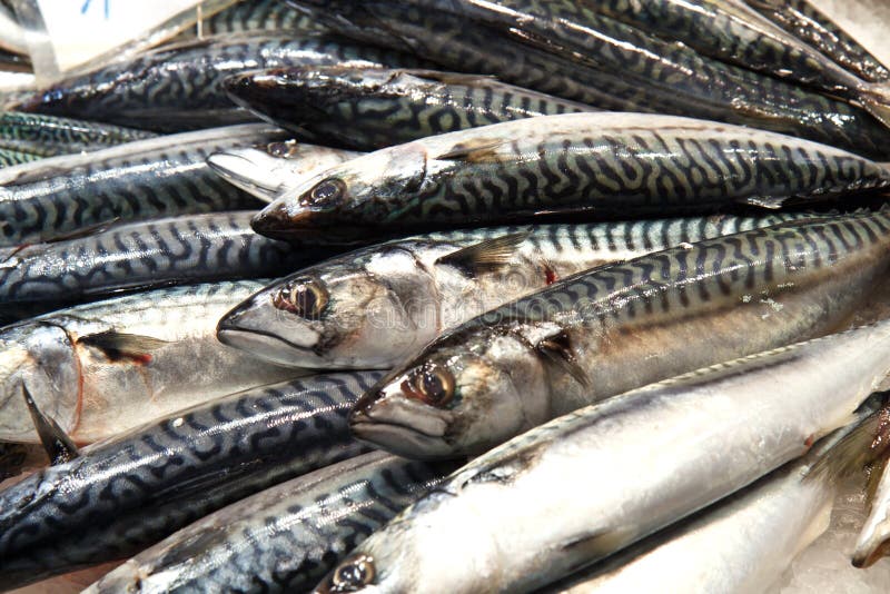 Mackerel stock photo. Image of appetizing, cold, fins - 27212524
