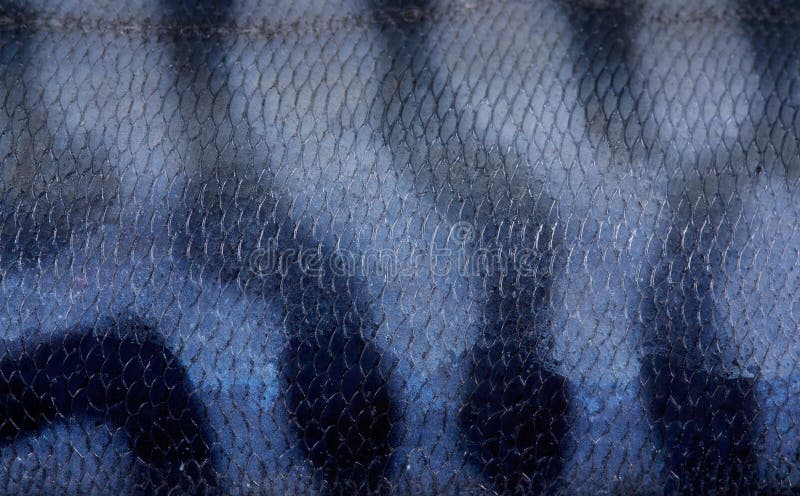 Fish scale stock photo. Image of food, fillet, fish, pattern - 32601436