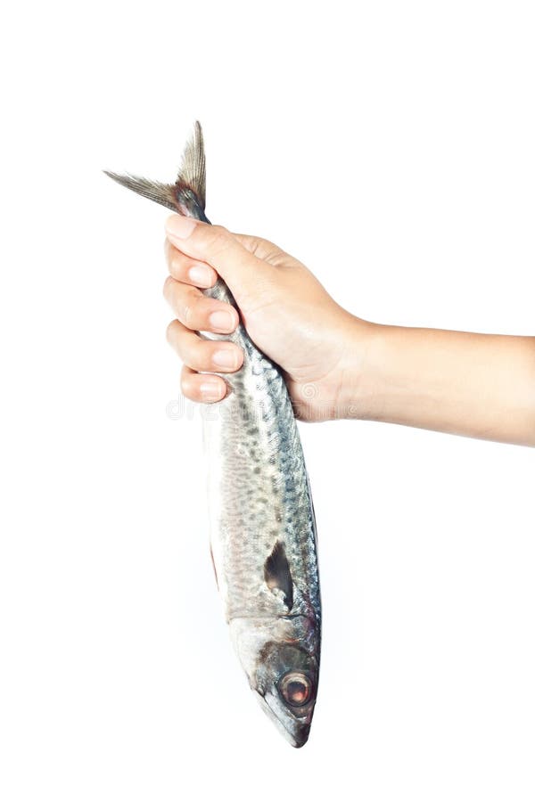 Raw Mackerel fish stock photo. Image of food, health - 18424414