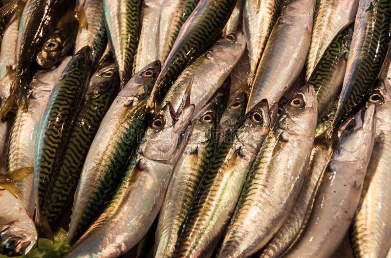Mackerel fish stock image. Image of coastal, fishery - 125909095