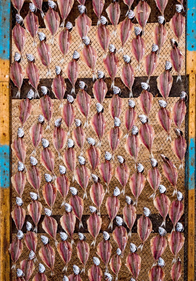 Dried Mackerel stock photo. Image of tradition, dried - 144207046