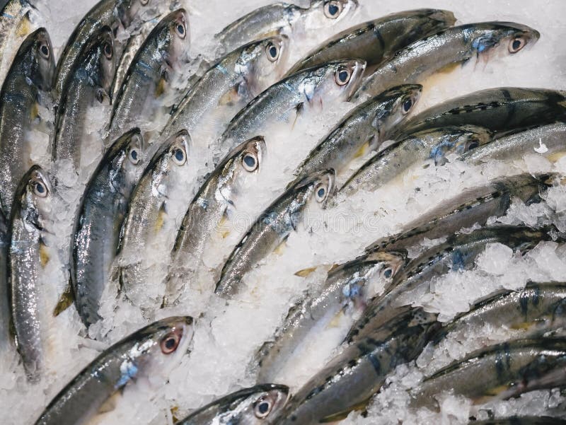 Mackerel Fish Sell in Fresh Market Fish Seafood Stock Image - Image of ...