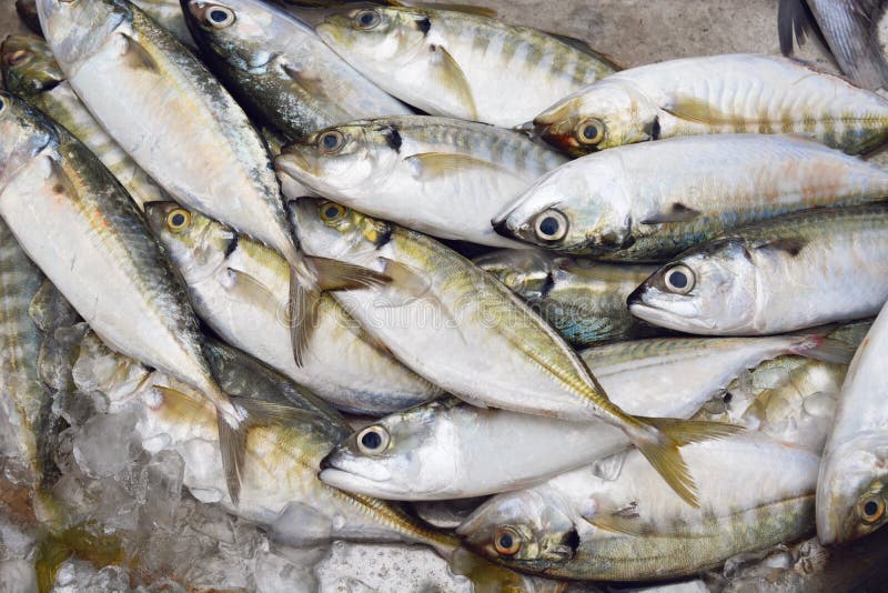 Mackerel fish stock image. Image of freshwater, kitchen - 73458619