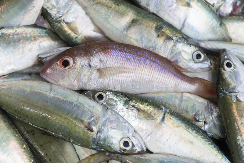 Mackerel fish stock image. Image of ingredient, healthy - 33111703