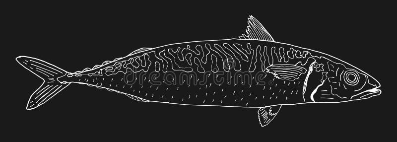 Mackerel Fish Hand Drawn, Outline. Isolated on White Background Stock ...