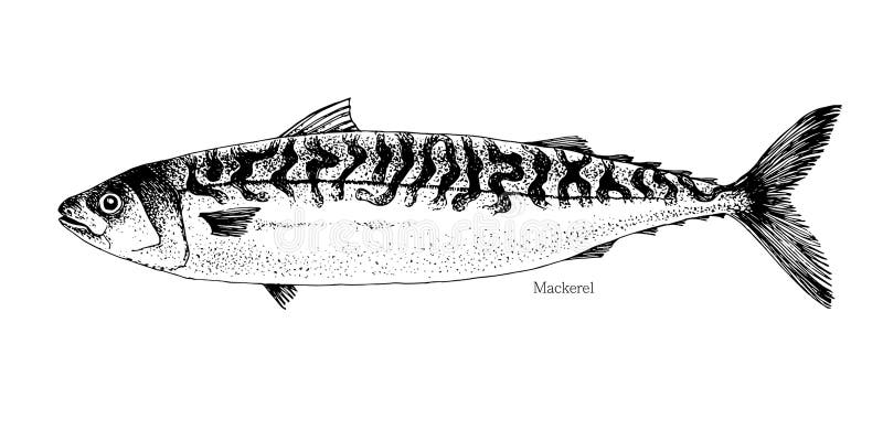 Mackerel Scale. Vector Seamless Animal Pattern Stock Vector ...