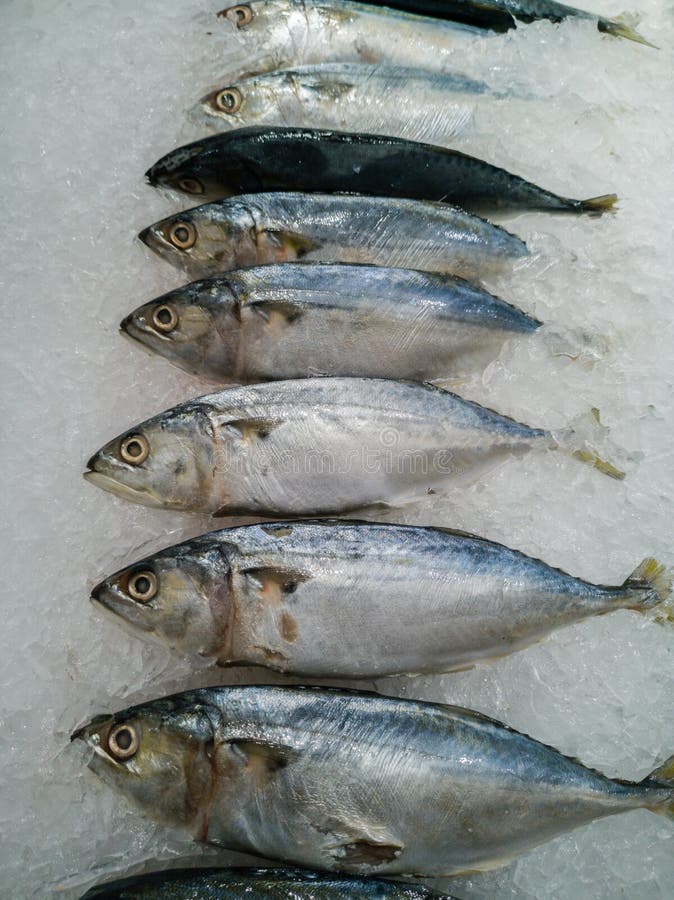 Mackerel fish on ice flake stock image. Image of fresh - 143011817