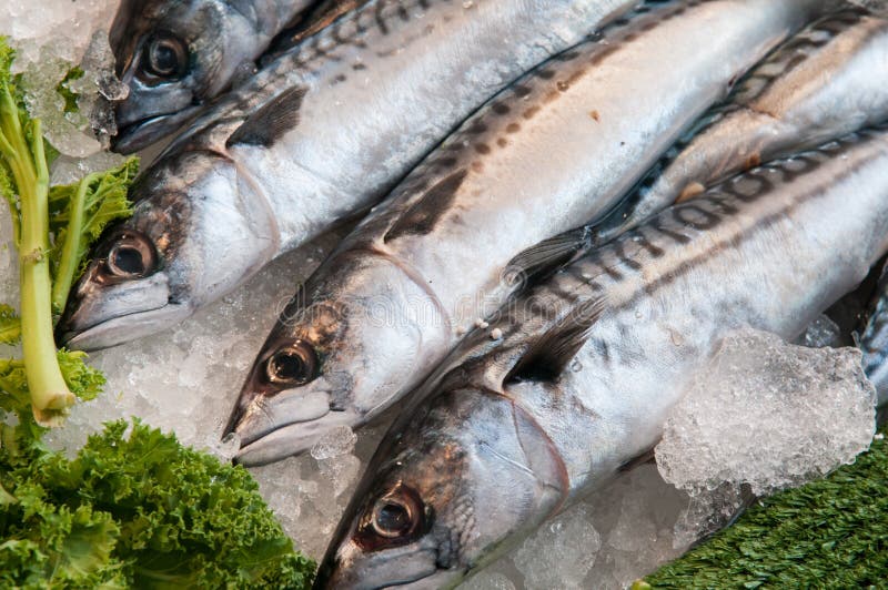 Mackerel Fish on Ice at the Local Market Stock Photo - Image of local ...
