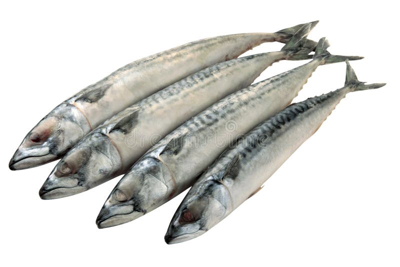 Mackerel fish stock image. Image of three, four, fishing - 9272855