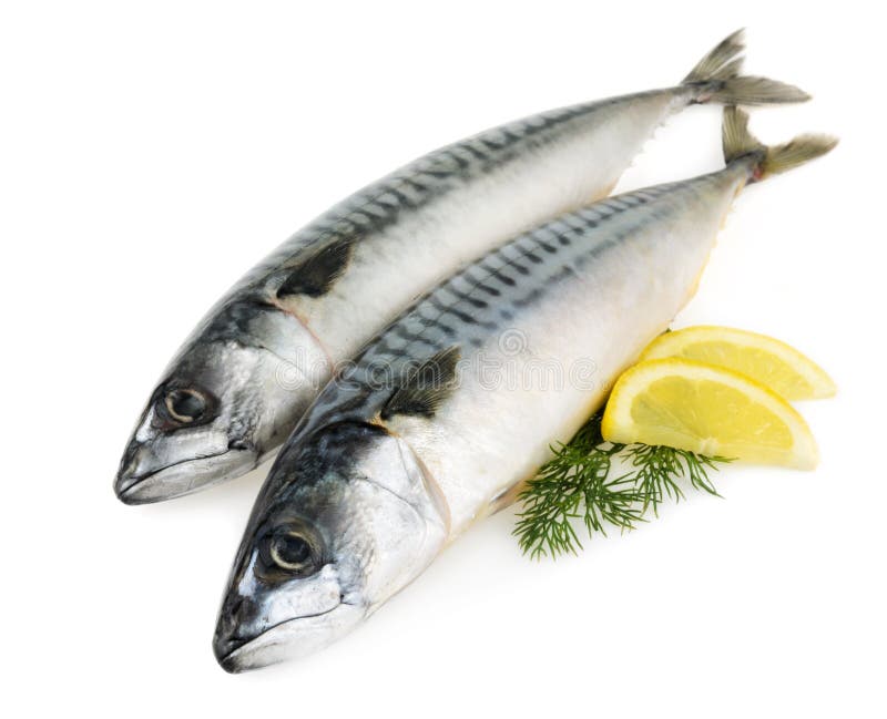 Mackerel fish isolated stock photo. Image of animal, freshness - 45181580