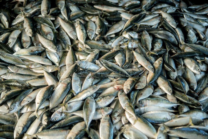 Mackerel fish stock image. Image of onaugust, seafood - 43213417