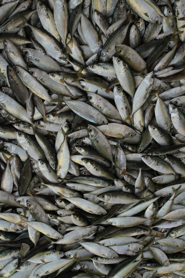 Mackerel fish stock photo. Image of fishing, mackerel - 91523832