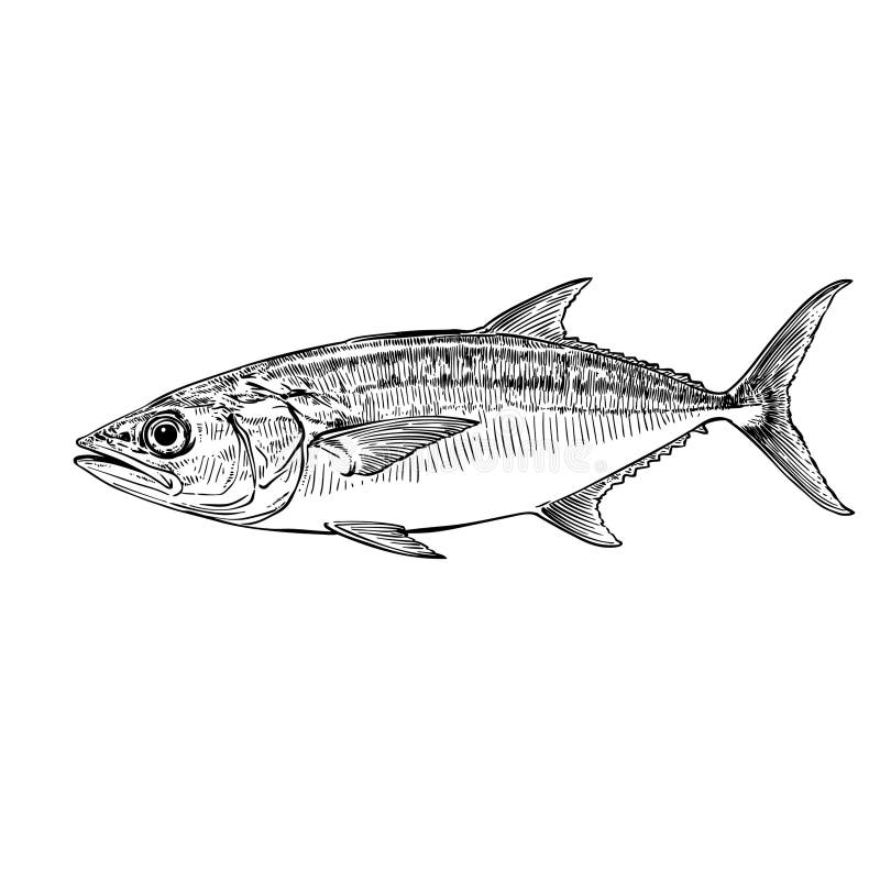 Mackerel Fish Sketch Line stock illustration. Illustration of mackerel ...