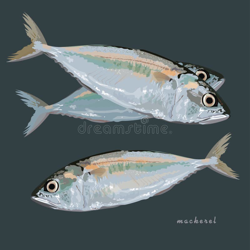 Mackerel Fish Hand Drawn, Outline. Isolated on White Background Stock ...