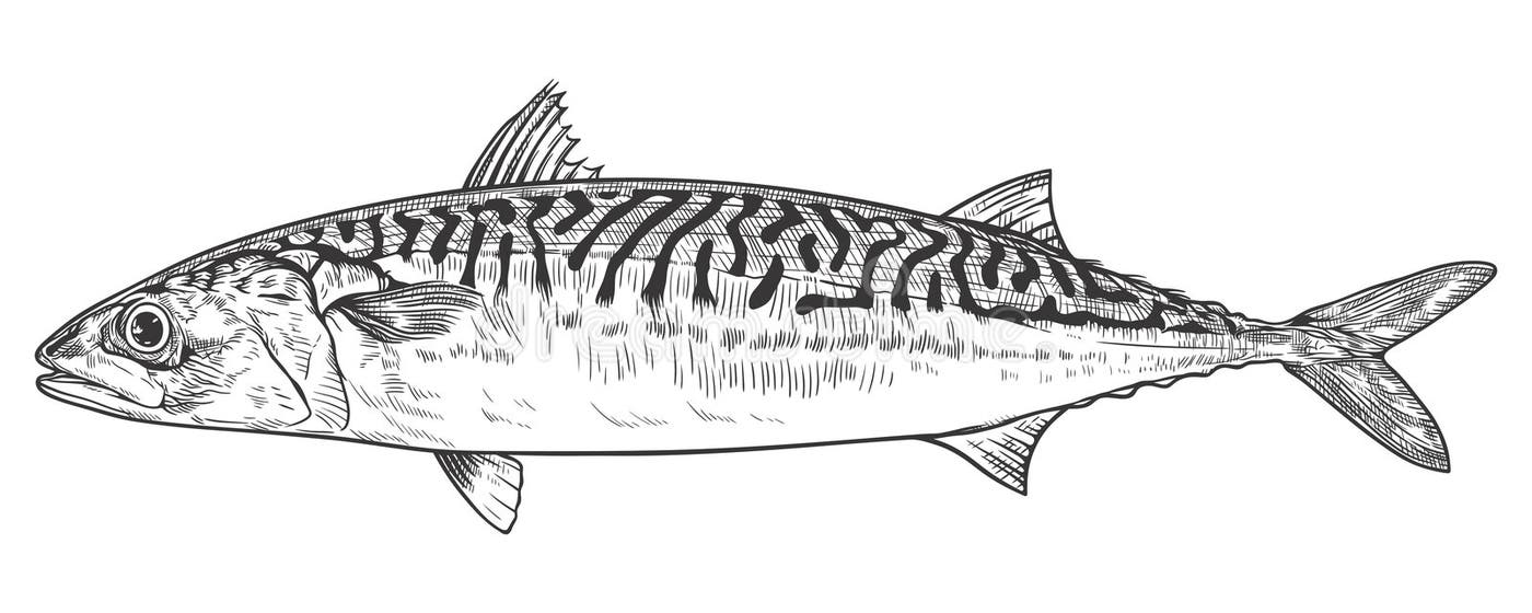 Mackerel Drawing Stock Illustrations – 1,635 Mackerel Drawing Stock ...