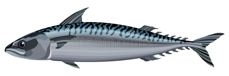 Mackerel Fish Hand Drawn, Outline. Isolated on White Background Stock ...