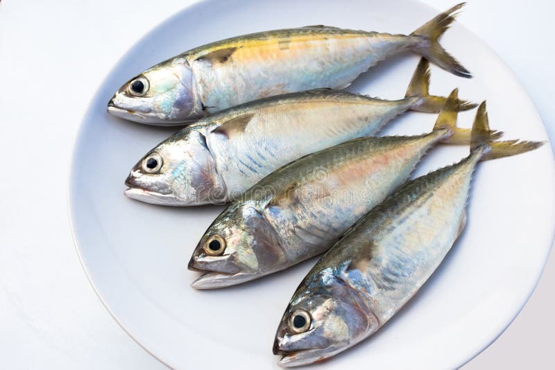 Mackerel fishs stock photo. Image of animal, omega, meal - 41002874
