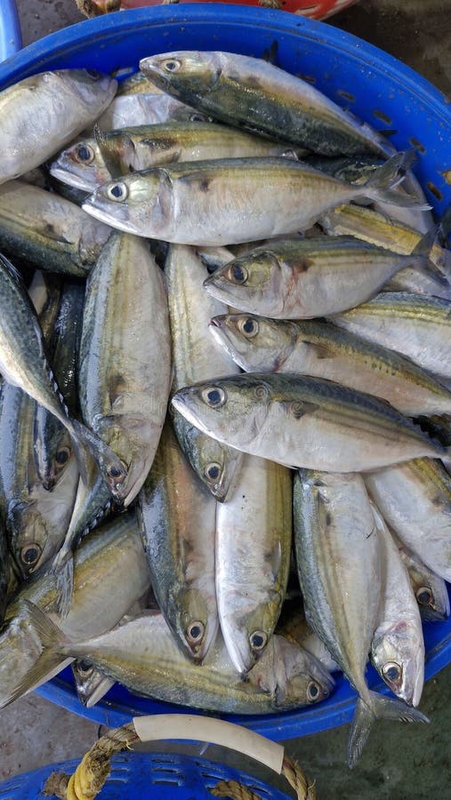 Mackerel Fresh Fish Bangla Big Mackerel Goa Fish Boat Stock Image ...