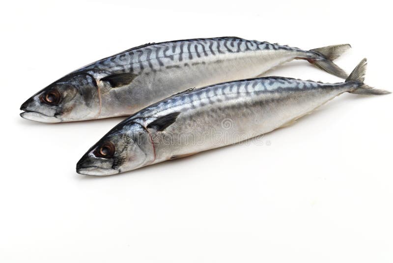 Mackerel stock photo. Image of mackerels, white, bagground - 84417950