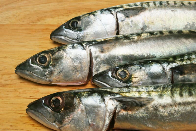 Two mackerel heads stock image. Image of skin, fish, mouth - 6156933