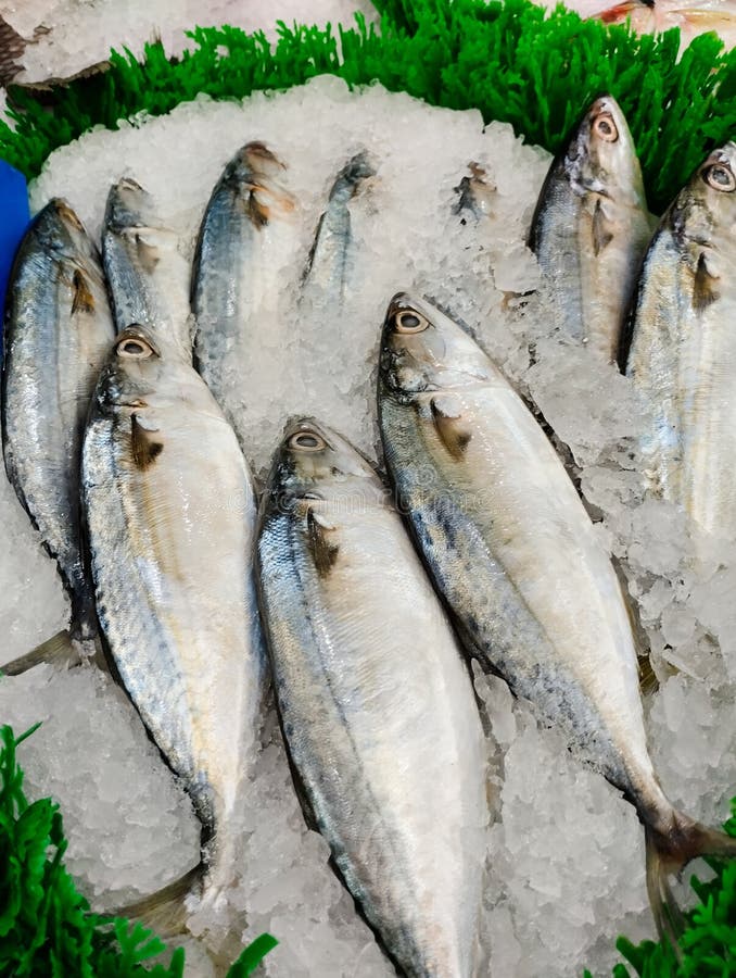 Mackerel on Ice Cubes Sold in Supermarkets Stock Photo - Image of dish ...