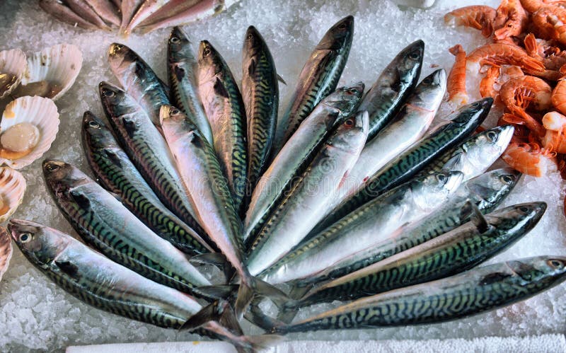 Fresh mackerel fish on ice stock photo. Image of fresh - 35266182
