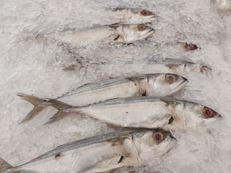 Mackerel on Ice in the Supermarket,Fresh Short-bodied Mackerel ...